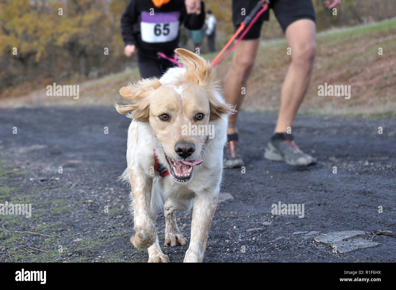 In the foreground a dog taking part in a popular canicross race, in the ...