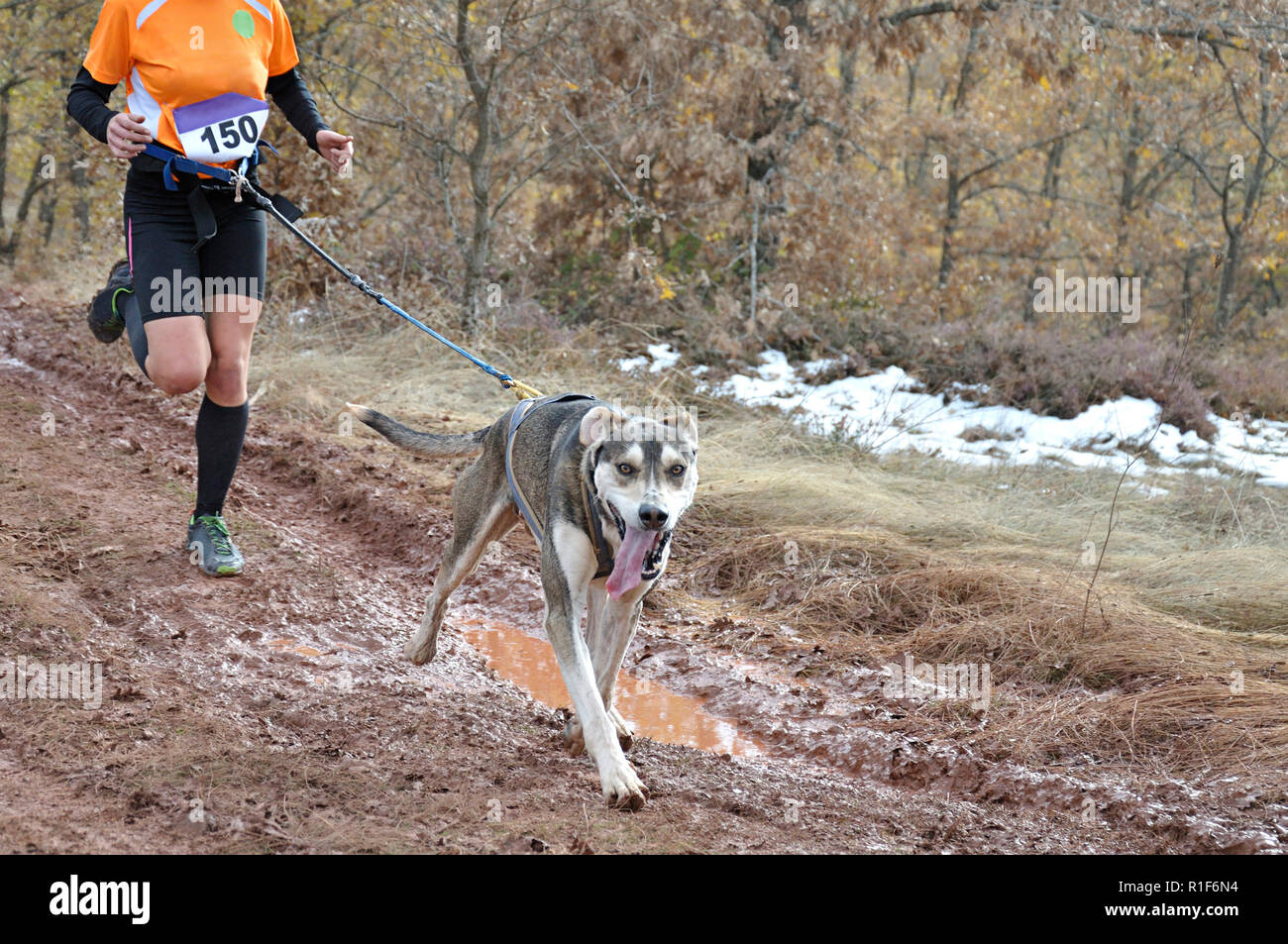 Dog and its owner taking part in a popular canicross race Stock Photo ...