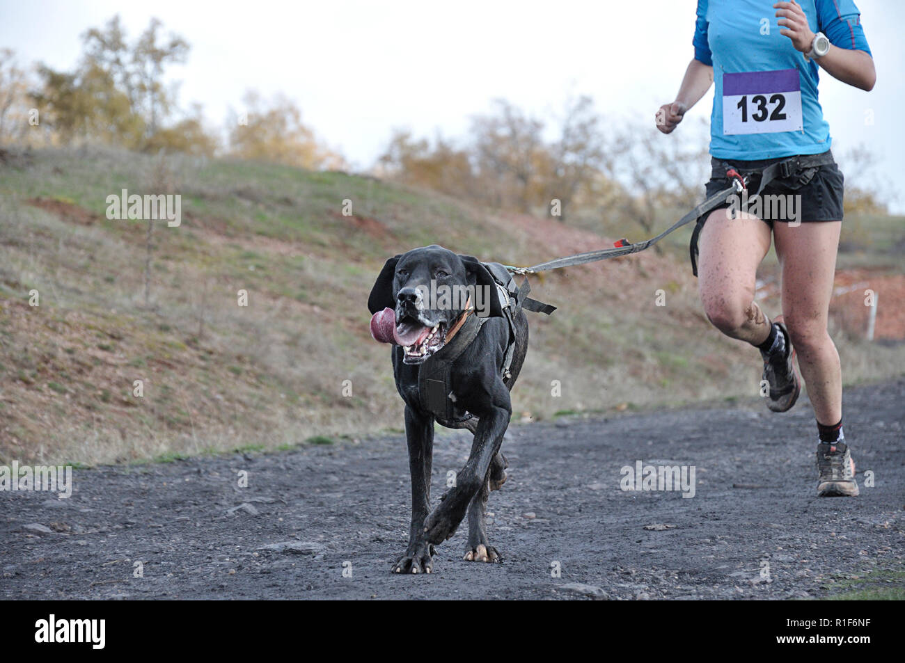 Dog and its owner taking part in a popular canicross race Stock Photo ...