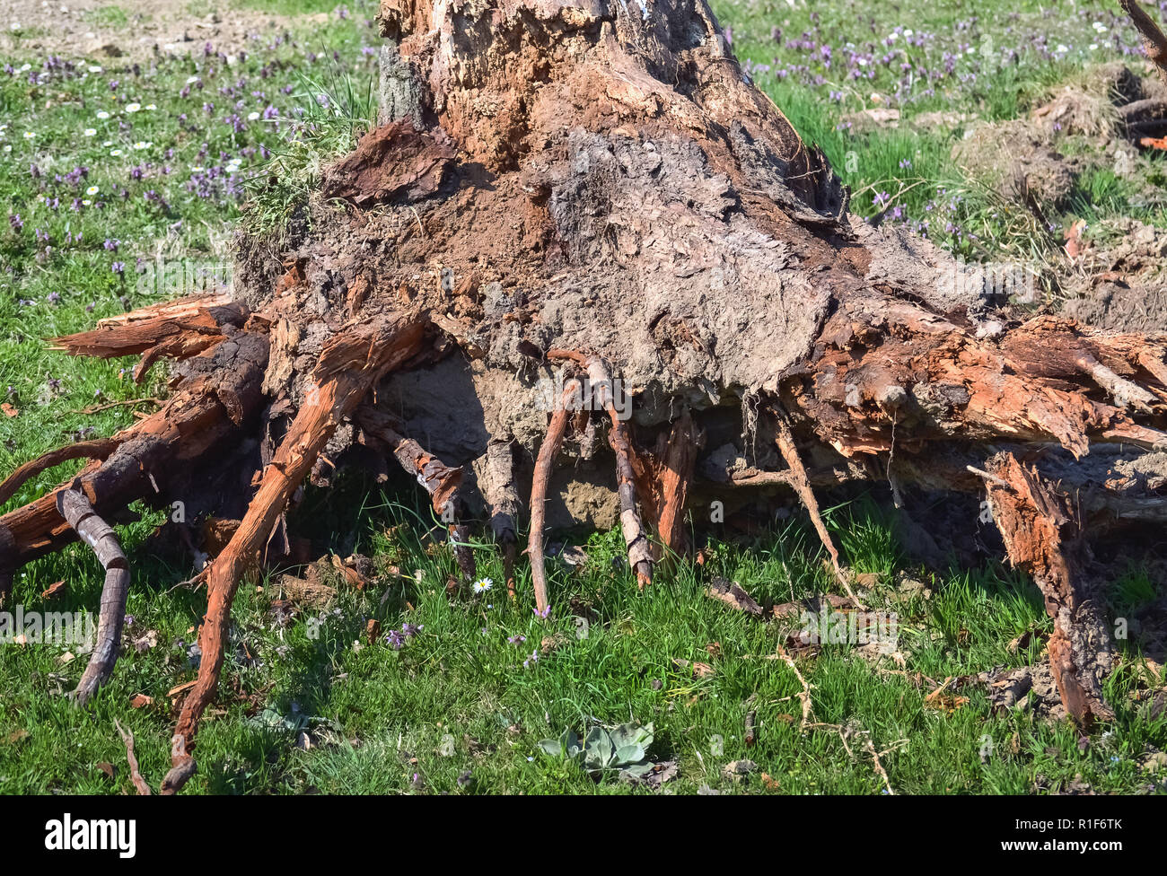 Uprooted tree closeup hi-res stock photography and images - Alamy
