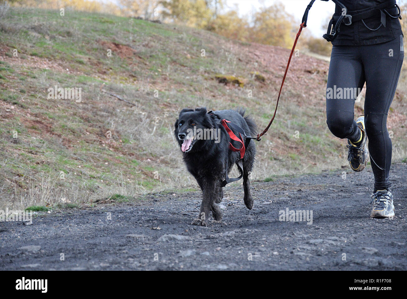 Dog and its owner taking part in a popular canicross race Stock Photo ...
