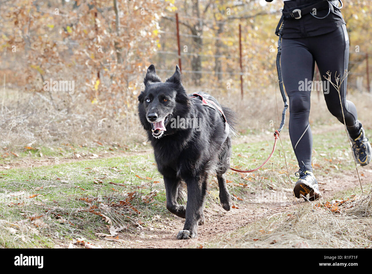 Dog and its owner taking part in a popular canicross race Stock Photo ...