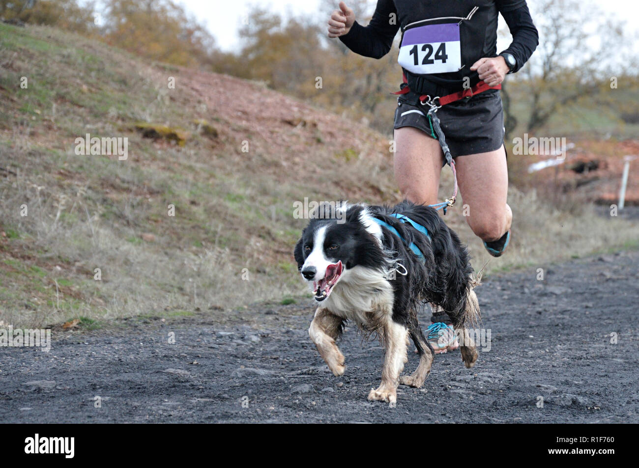 Dog and its owner taking part in a popular canicross race Stock Photo ...
