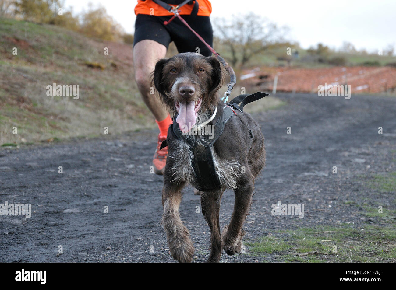 Dog and its owner taking part in a popular canicross race Stock Photo ...