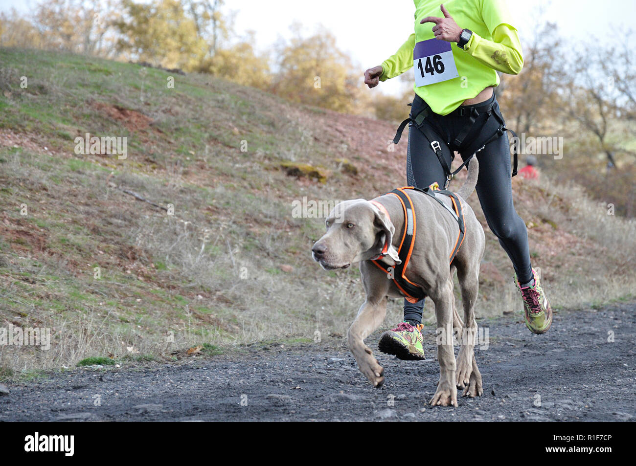 Dog and its owner taking part in a popular canicross race Stock Photo ...