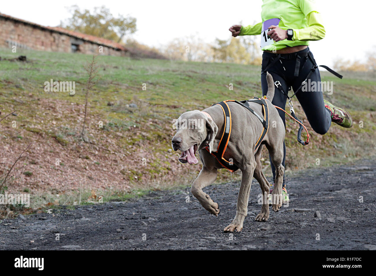 Dog and its owner taking part in a popular canicross race Stock Photo ...