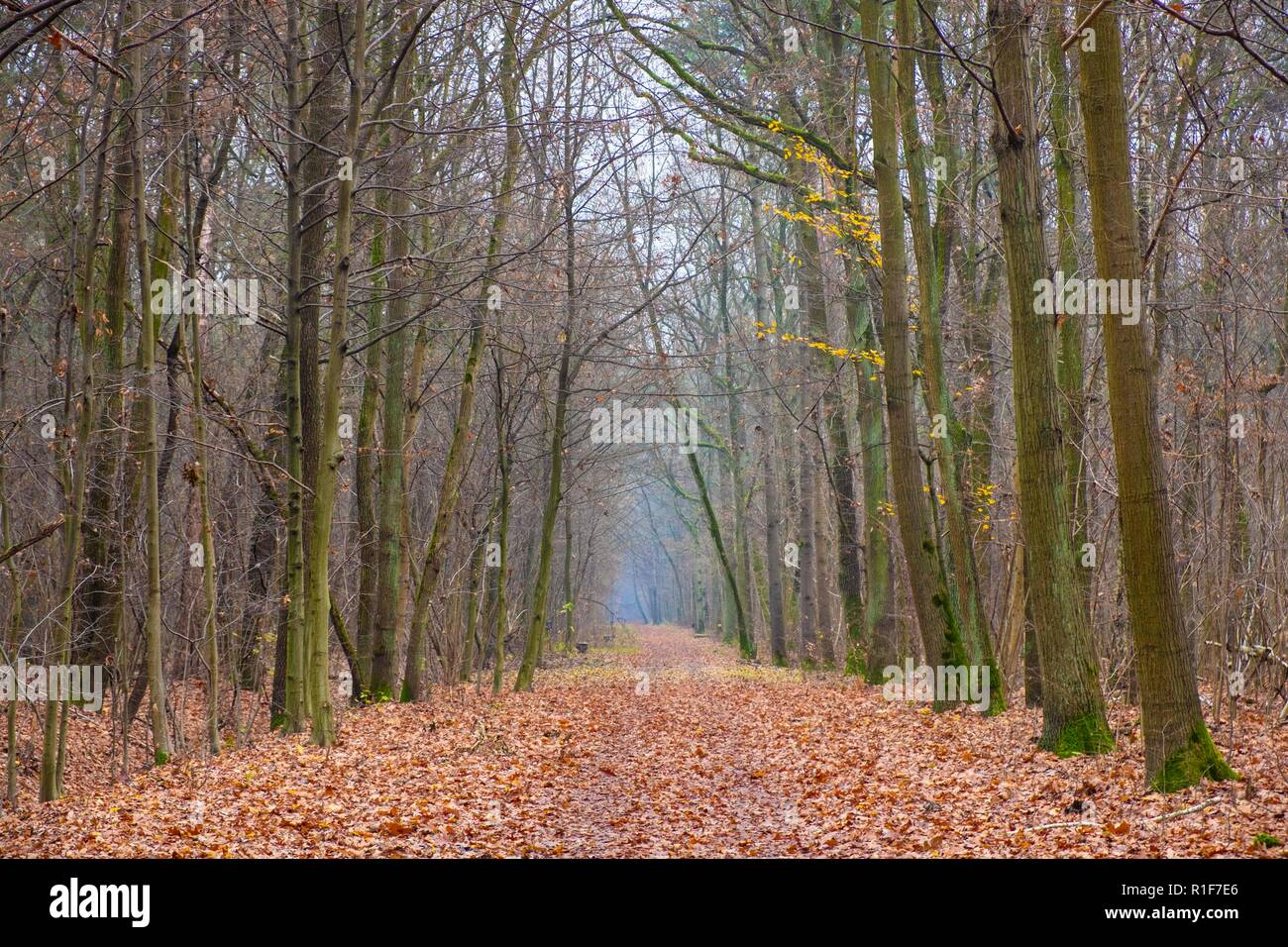 Kabaski las kabacki hi-res stock photography and images - Alamy
