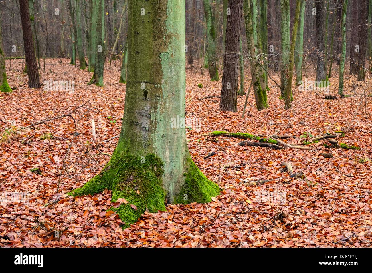 Kabaski las kabacki hi-res stock photography and images - Alamy
