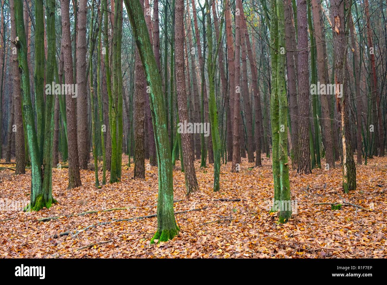 Kabaty forest hi-res stock photography and images - Alamy