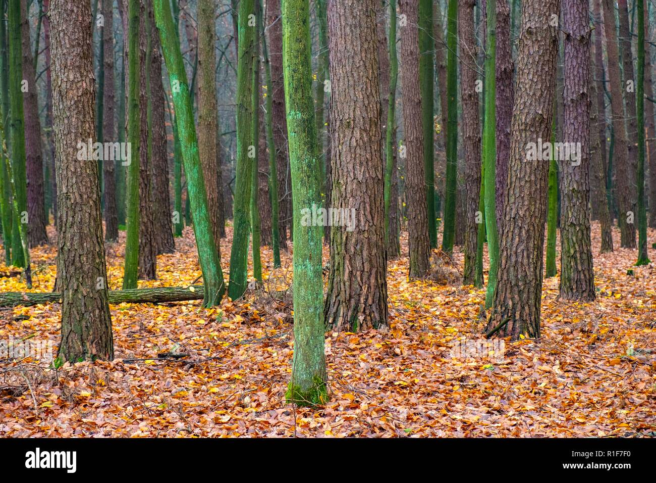 Autumn landscape of a foggy wood in Kabacki Forest near Warsaw, Poland ...