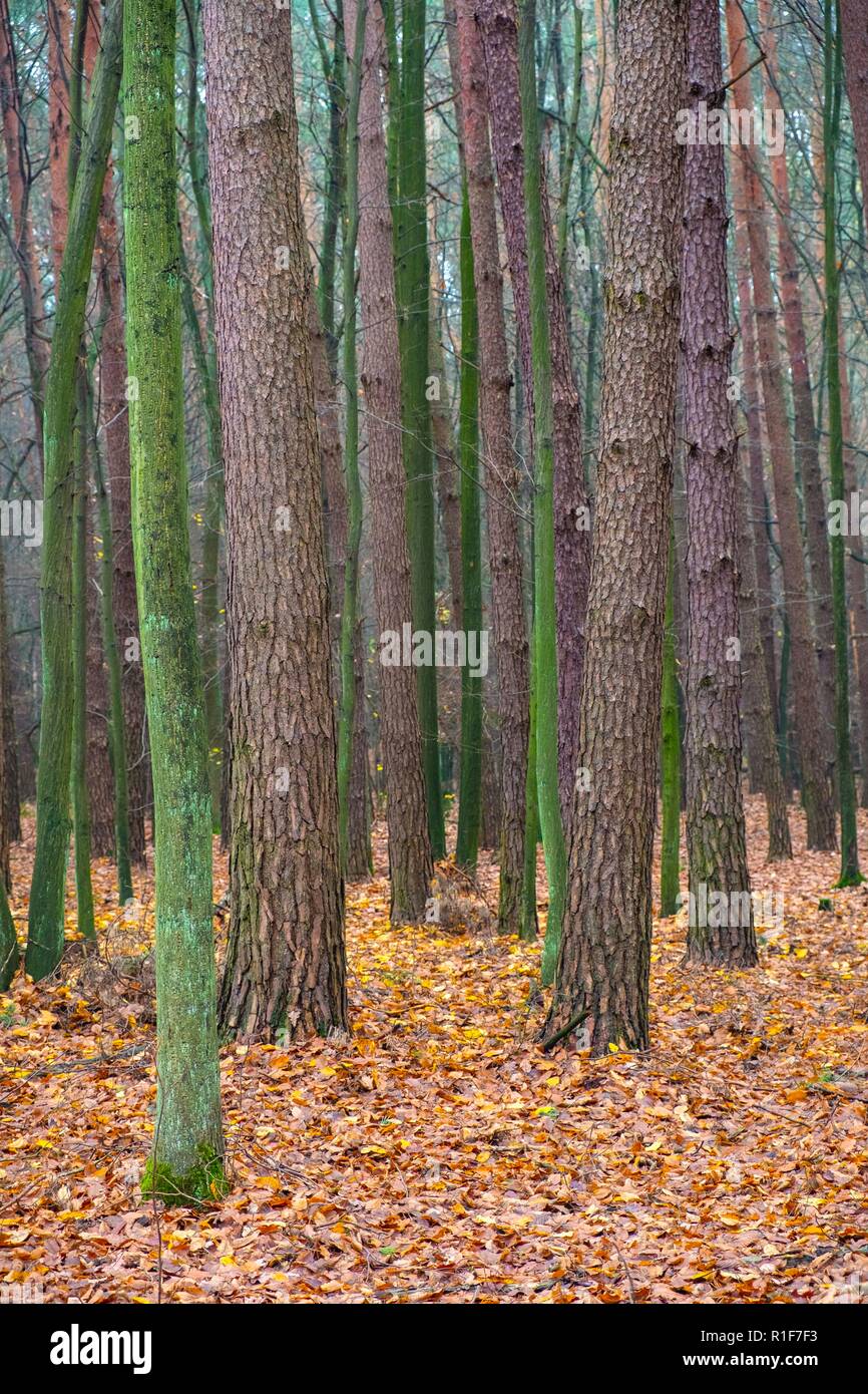 Kabaski forest hi-res stock photography and images - Alamy