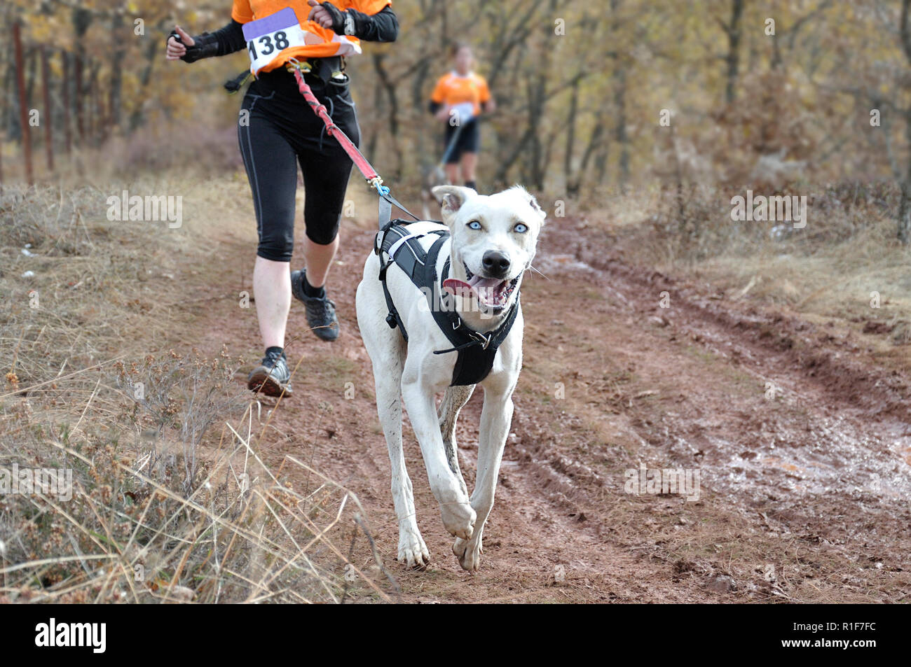 Dog and its owner taking part in a popular canicross race Stock Photo ...