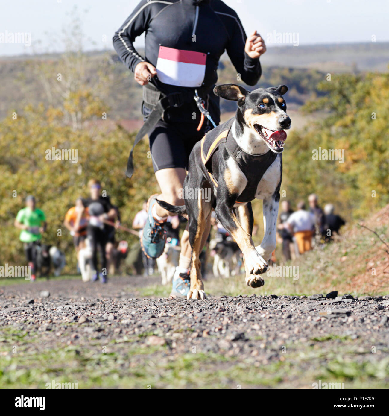 Dog and its owner taking part in a popular canicross race, in the ...
