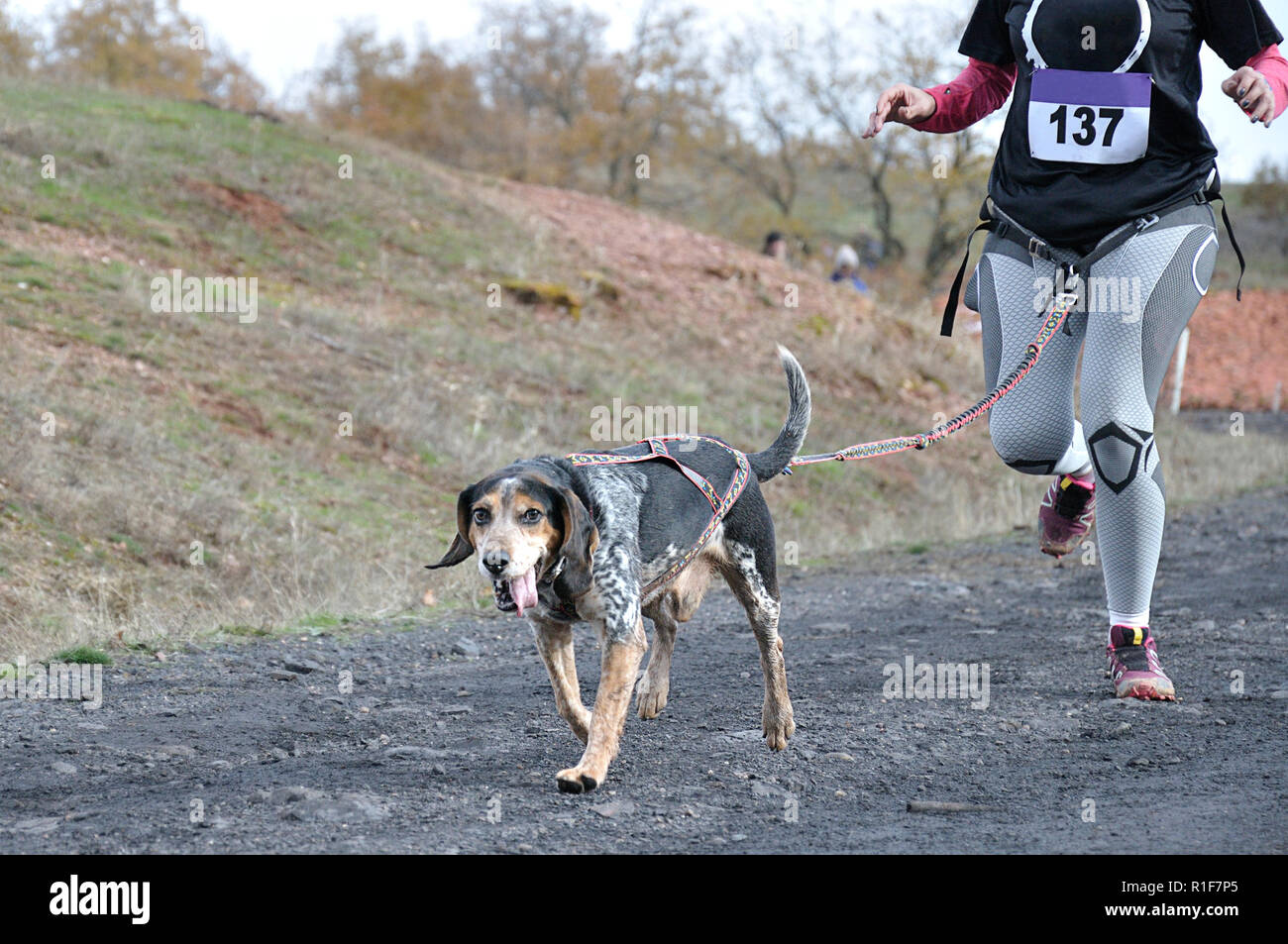 Dog and its owner taking part in a popular canicross race Stock Photo ...