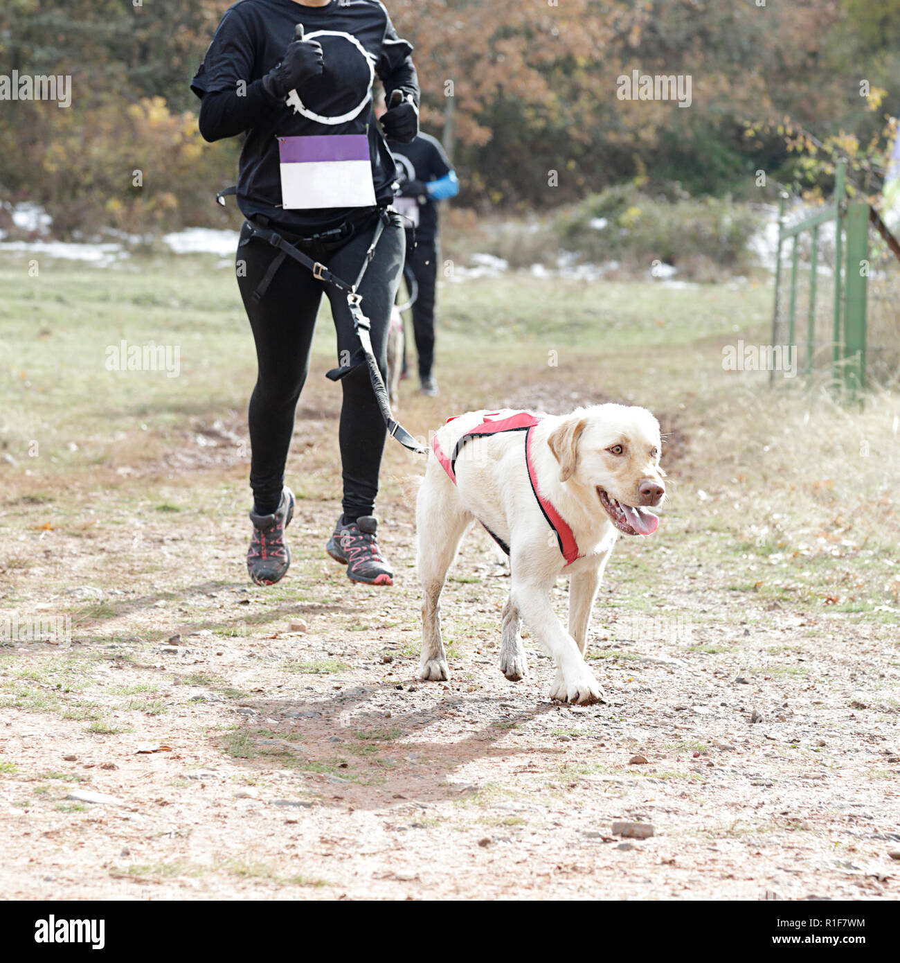 Dog and its owner taking part in a popular canicross race Stock Photo ...