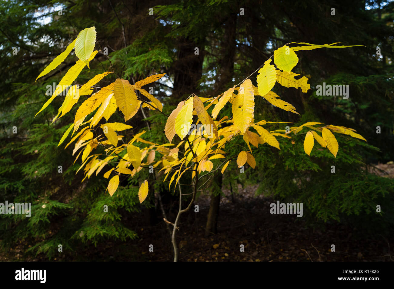 Copse fir forest pine tree trees hi-res stock photography and images ...