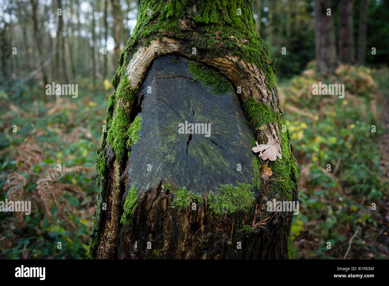 Wet trees november uk hi-res stock photography and images - Alamy