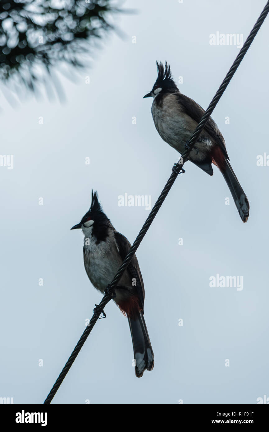 Two birds on a wire Stock Photo - Alamy