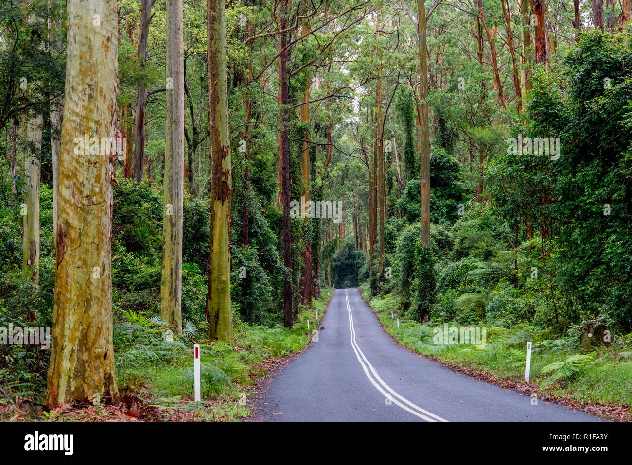 Rainforest australia hi-res stock photography and images - Alamy