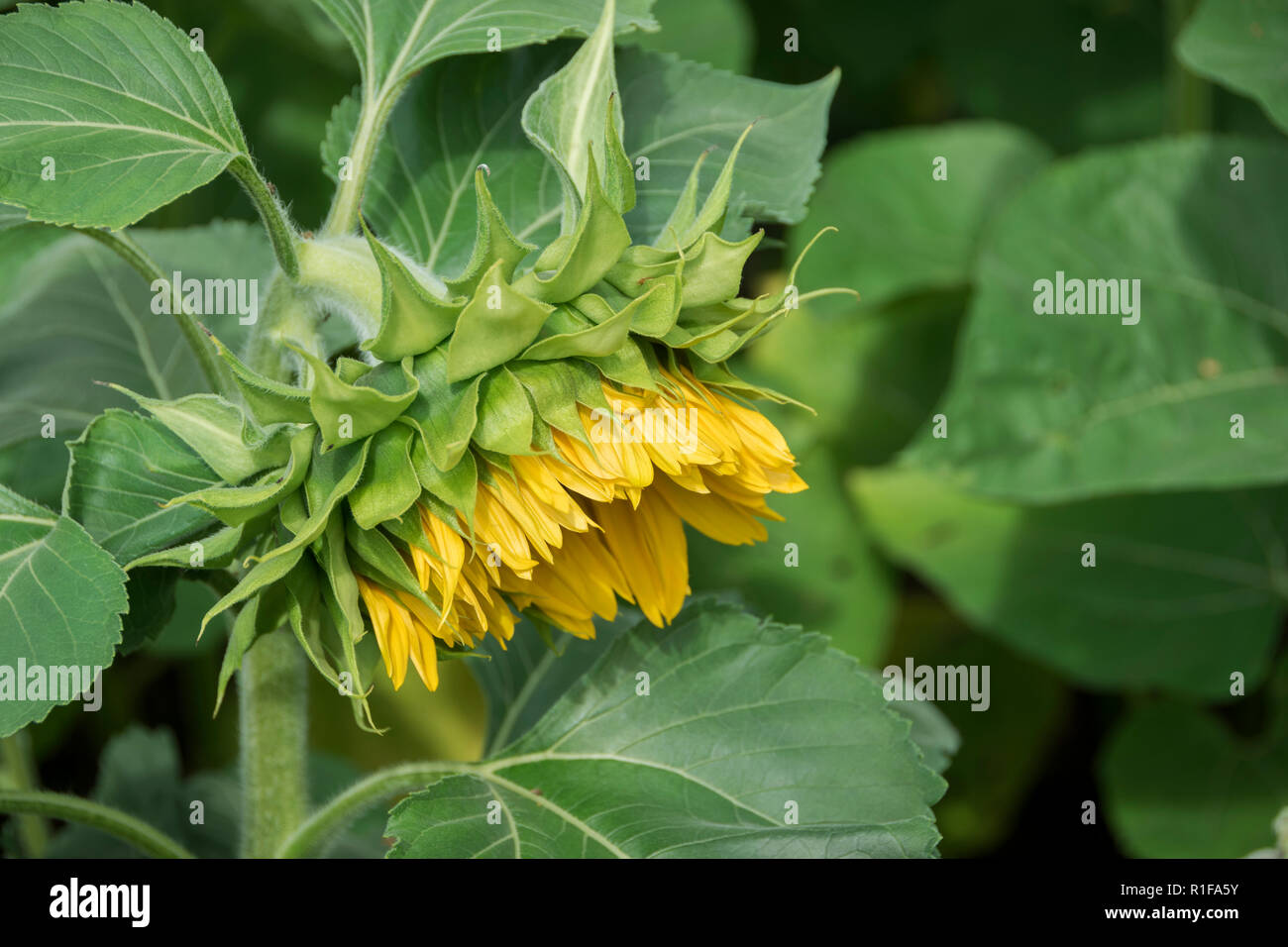 Heads of sunflowers hi-res stock photography and images - Alamy