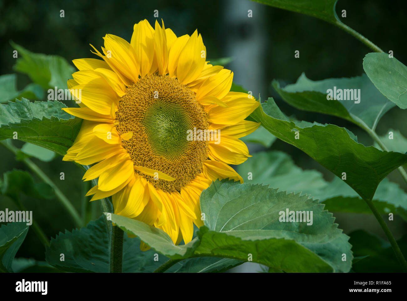 Heads of sunflowers hi-res stock photography and images - Alamy