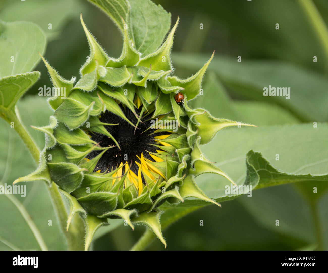 Heads of sunflowers hi-res stock photography and images - Alamy