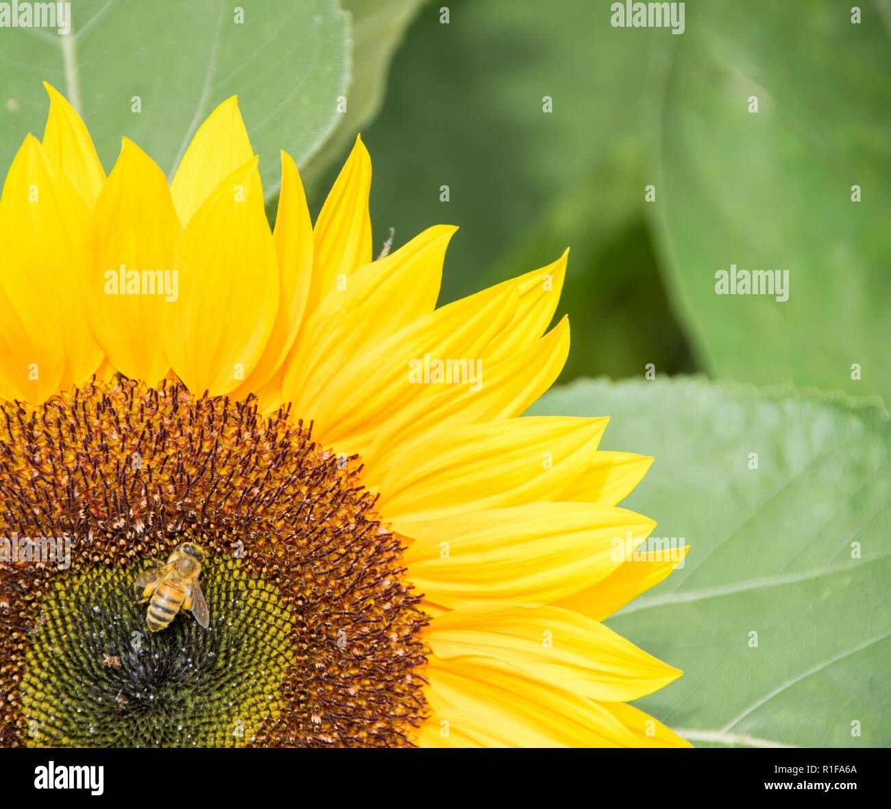 Heads of sunflowers hi-res stock photography and images - Alamy