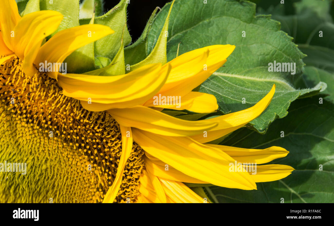 Close up of flower heads of sunflowers Stock Photo - Alamy