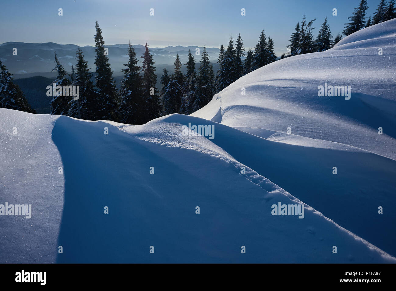 Moon pine tree forest sky hi-res stock photography and images - Alamy