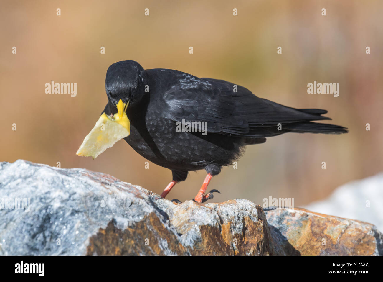 Alpine Chough, Pyrrhocorax graculus, black bird sitting and eating on ...