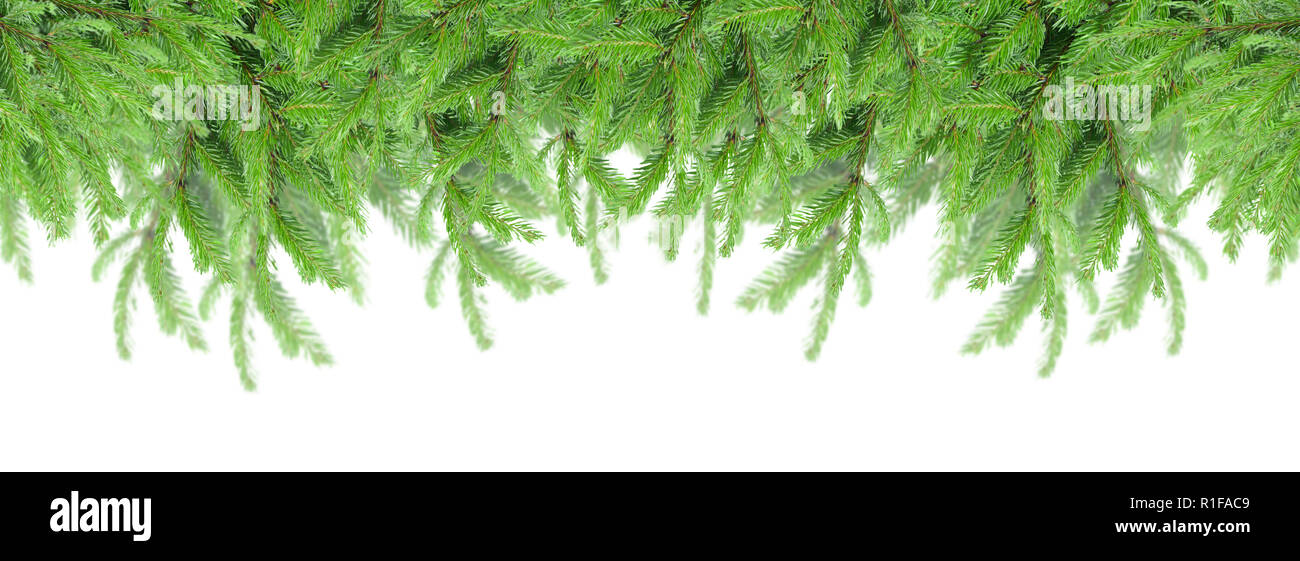 fir tree border Stock Photo - Alamy
