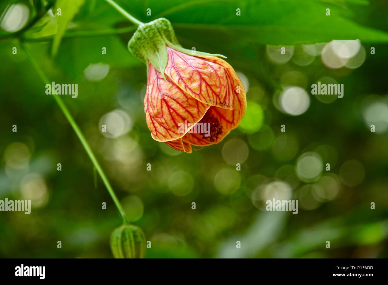 Bell lantern shaped flower hi-res stock photography and images - Alamy