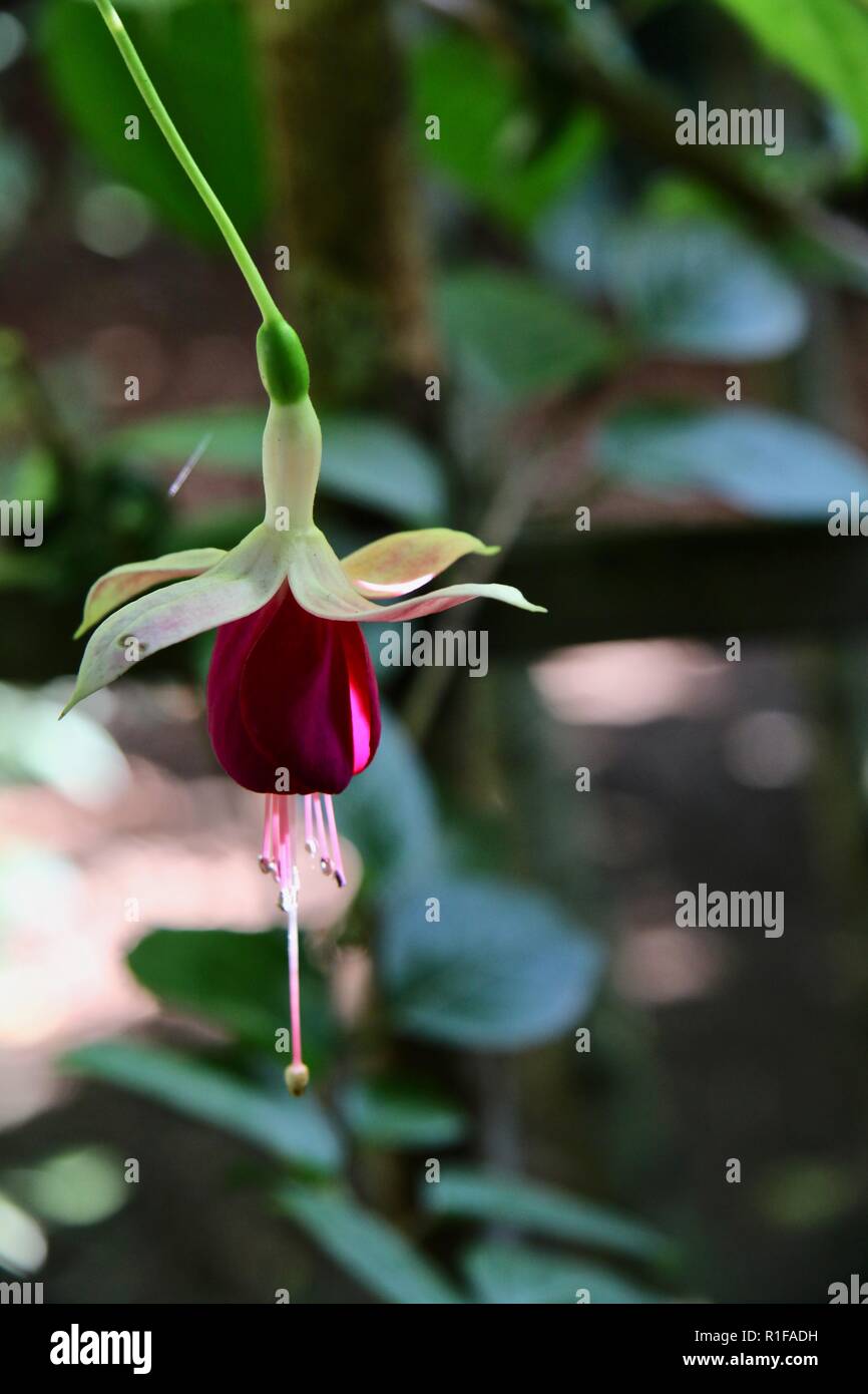 A single Fuchsia flower hanging in a shady garden Stock Photo - Alamy