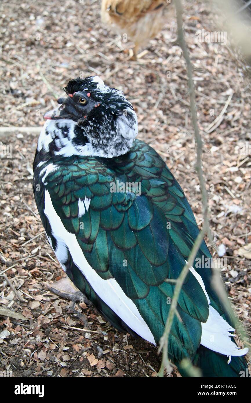 Shiny black plumage hi-res stock photography and images - Alamy