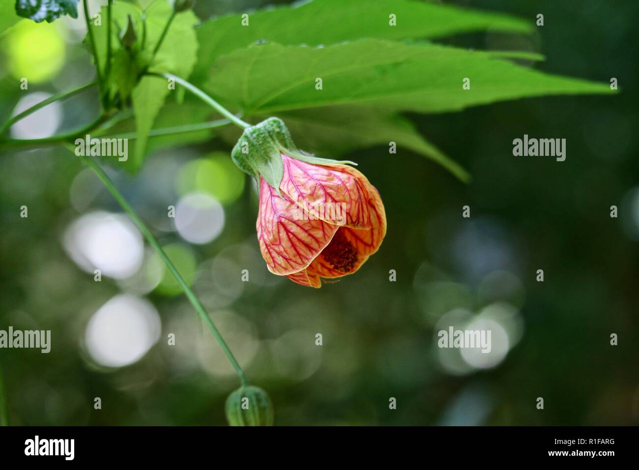 Bell lantern shaped flower hi-res stock photography and images - Alamy