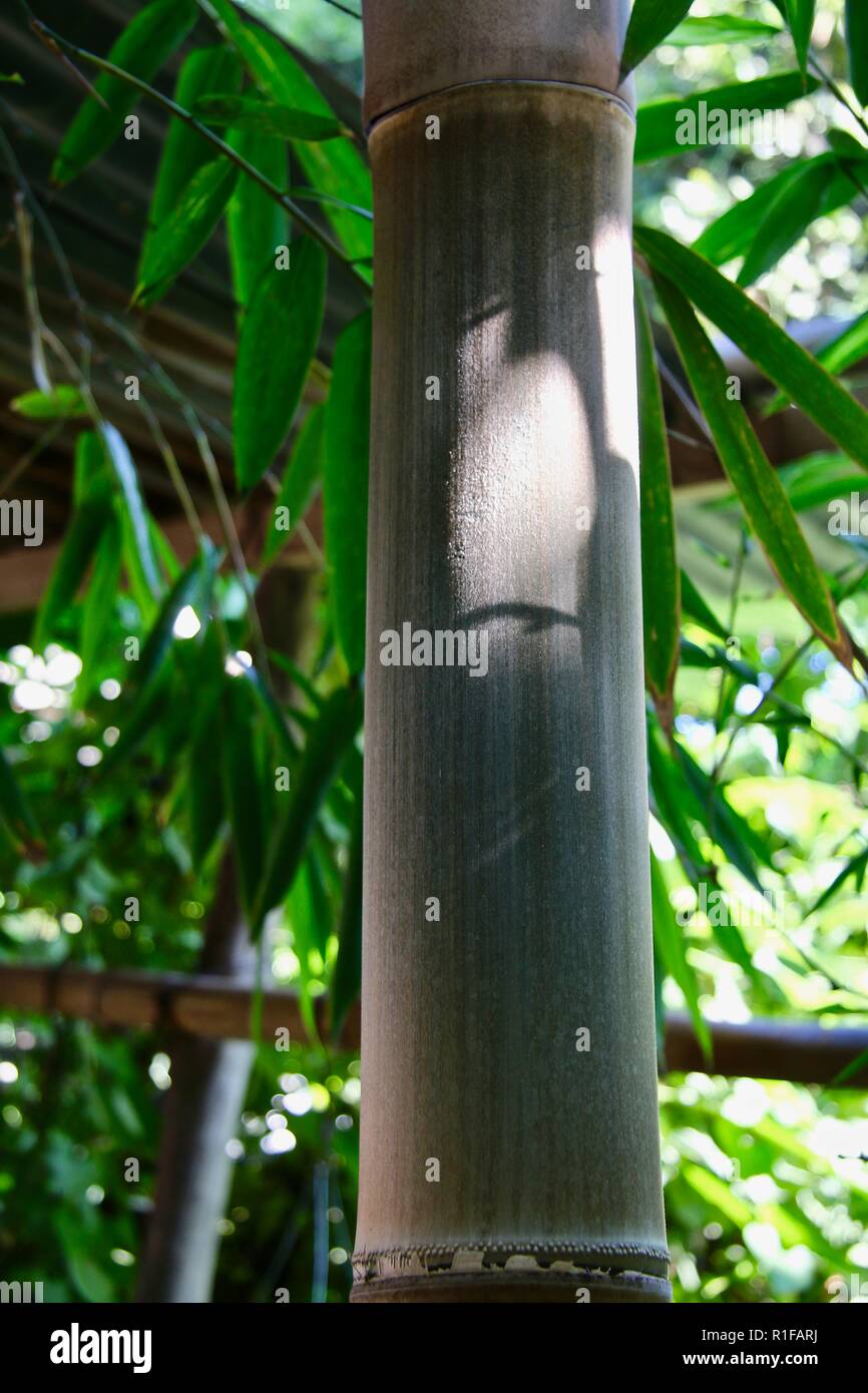 New thick bamboo in a shady garden in dappled light Stock Photo - Alamy