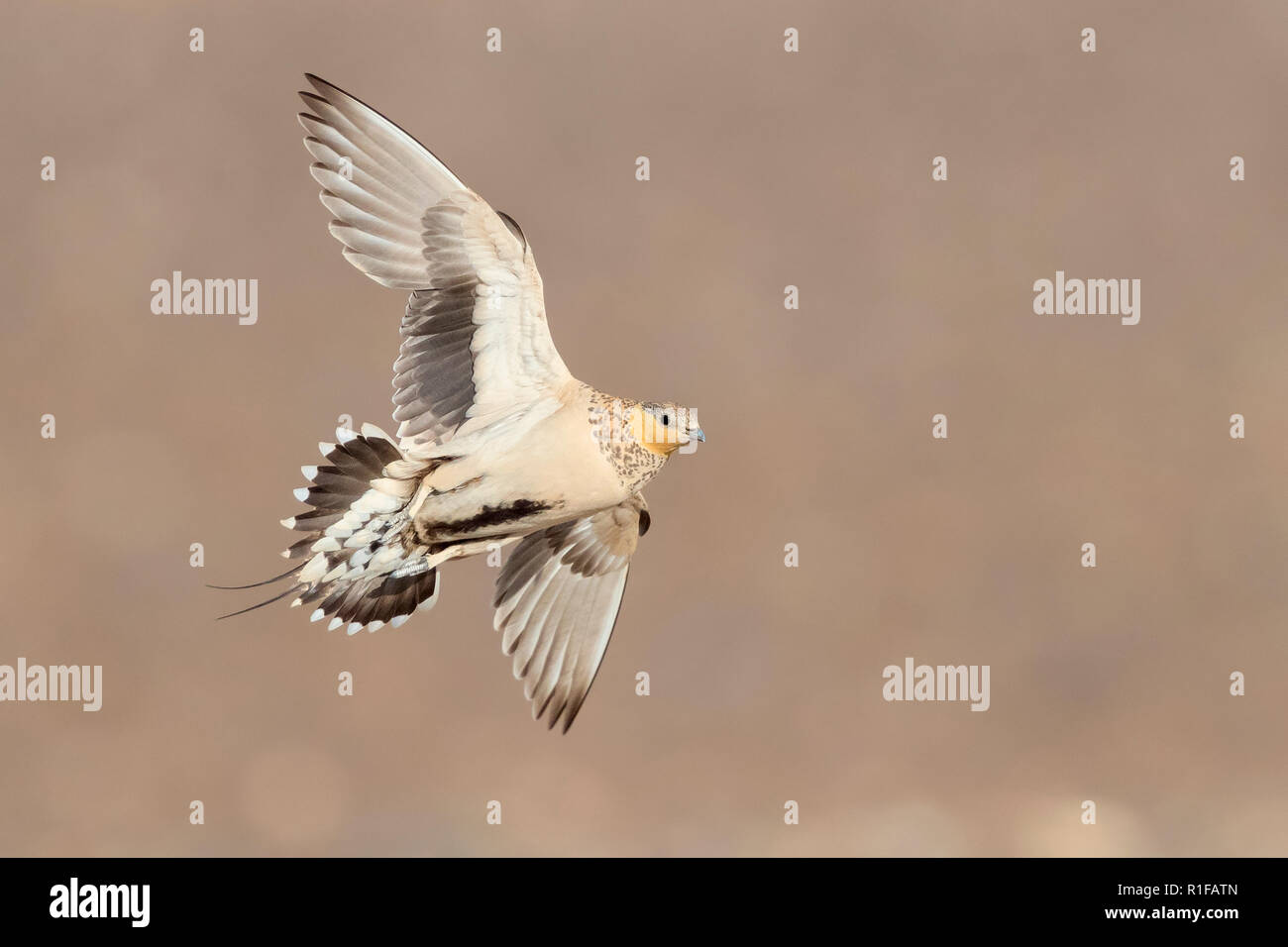 Spotted Sandgrouse (Pterocles senegallus), adult female in flight Stock ...
