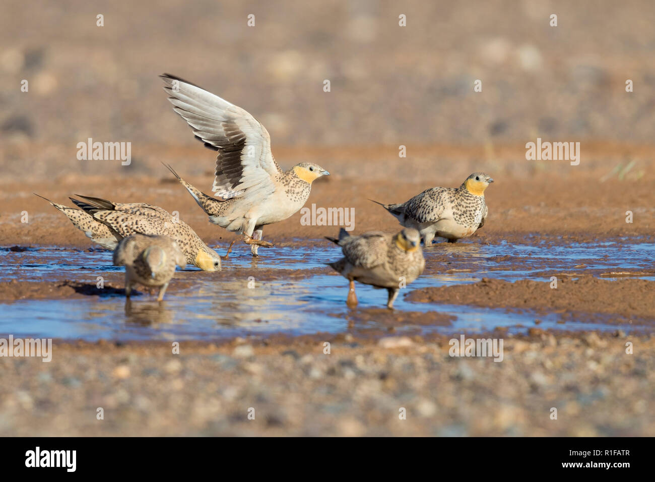 Spotted Sandgrouse (Pterocles senegallus), smal flock at drinking pool ...