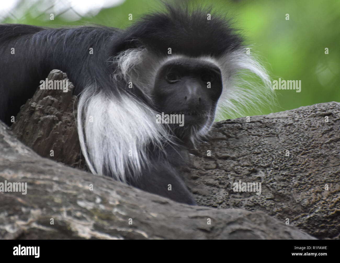 Fluffy monkey furry monkeys hi-res stock photography and images - Alamy
