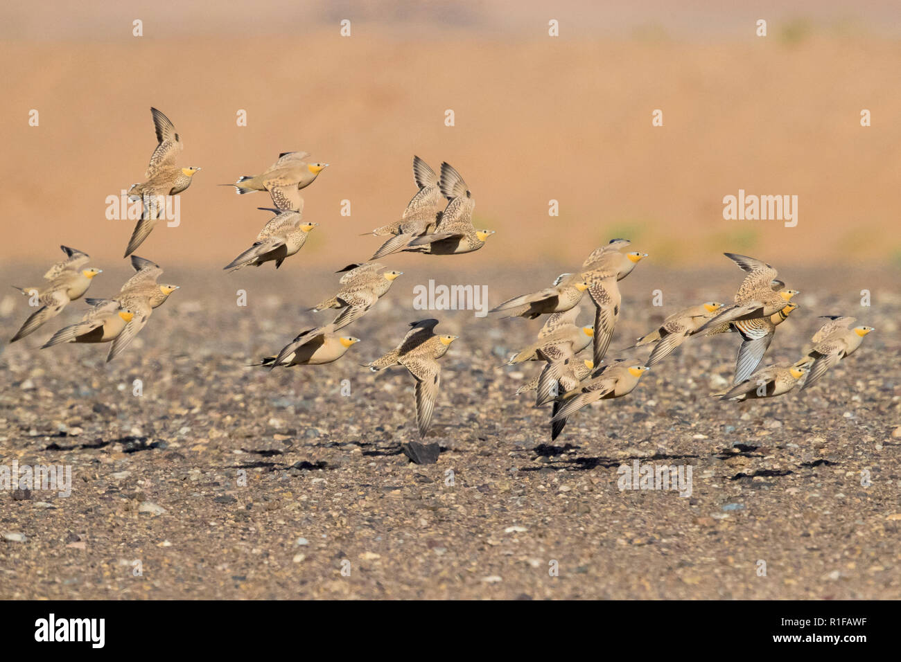 Desert animals birds hi-res stock photography and images - Alamy