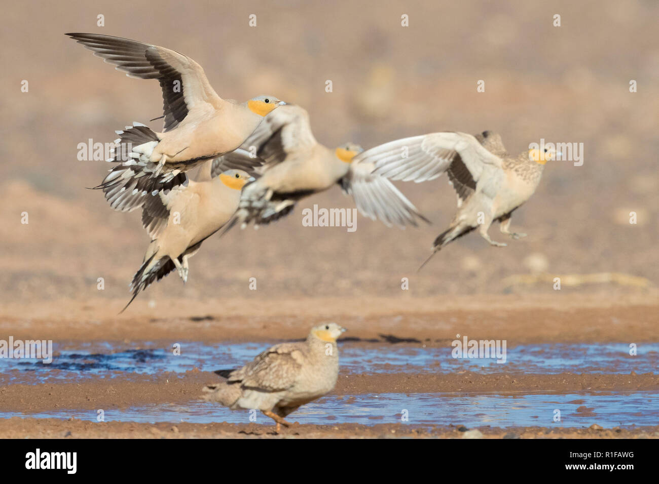 Spotted Sandgrouse (Pterocles senegallus), small flock landing at ...