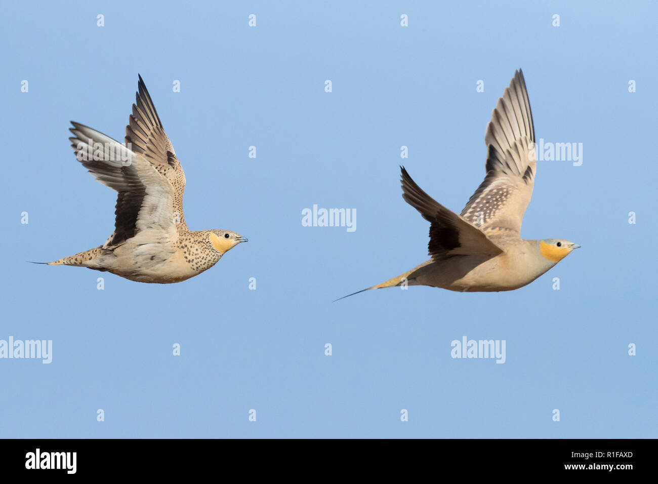 Spotted Sandgrouse (Pterocles senegallus), a male and a female in ...