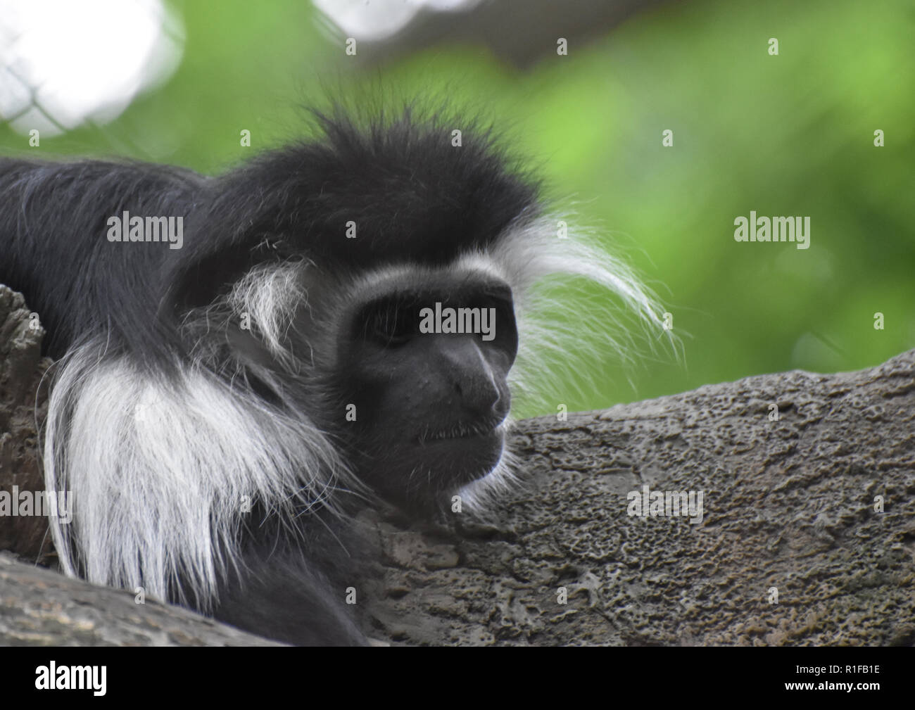 Fluffy monkey furry monkeys hi-res stock photography and images - Alamy