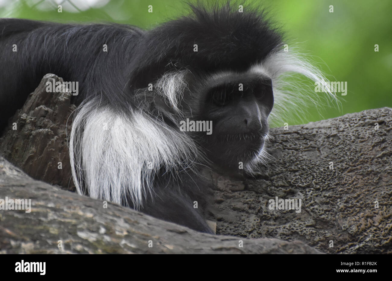 Napping primate hi-res stock photography and images - Alamy