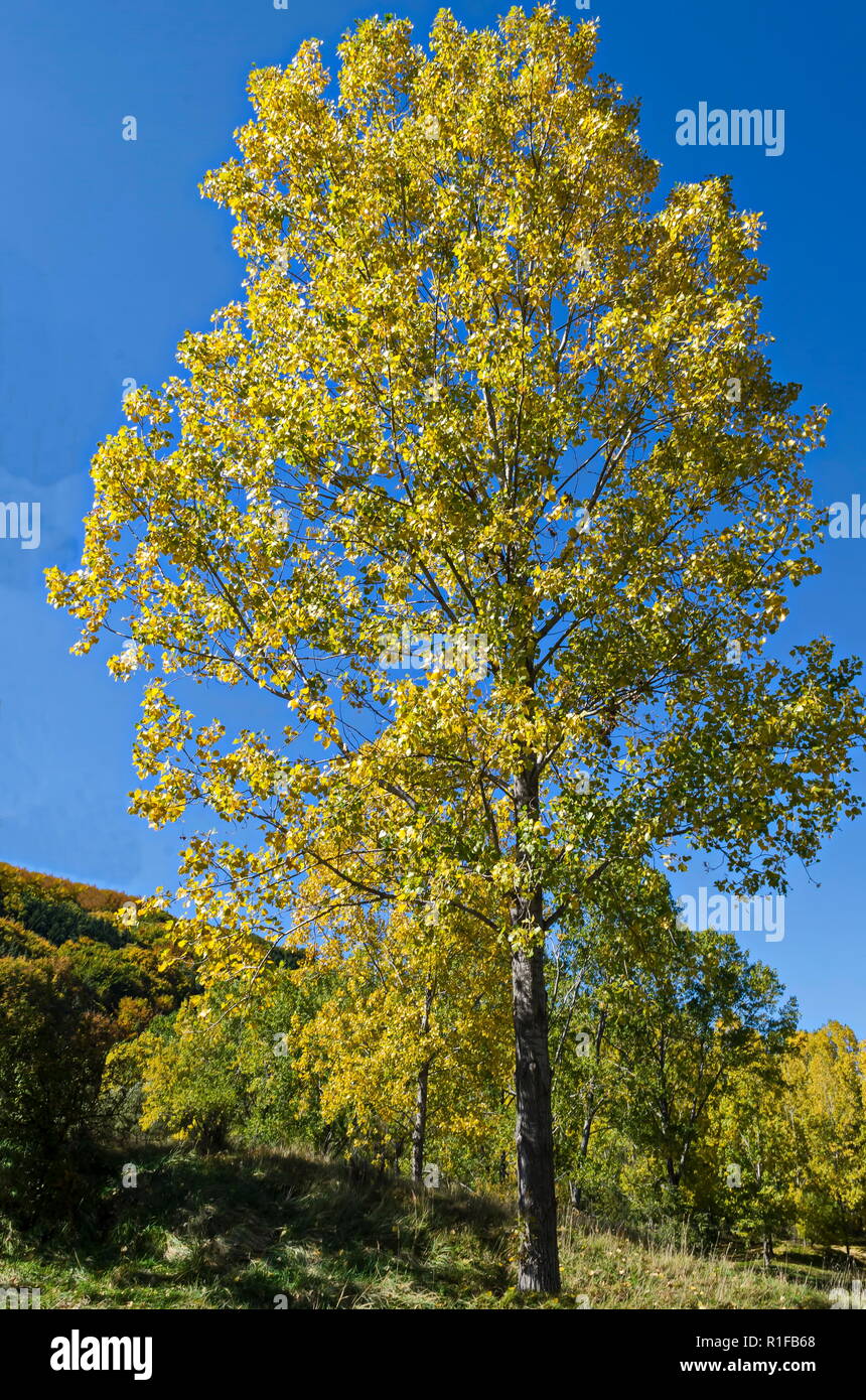 Colorful autumn landscape of yellow antumnal tree close up, coniferous ...
