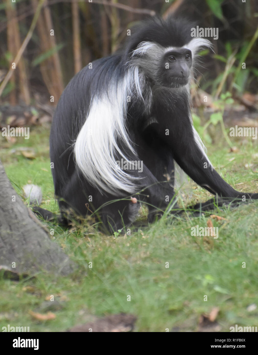 Colobuses hi-res stock photography and images - Alamy