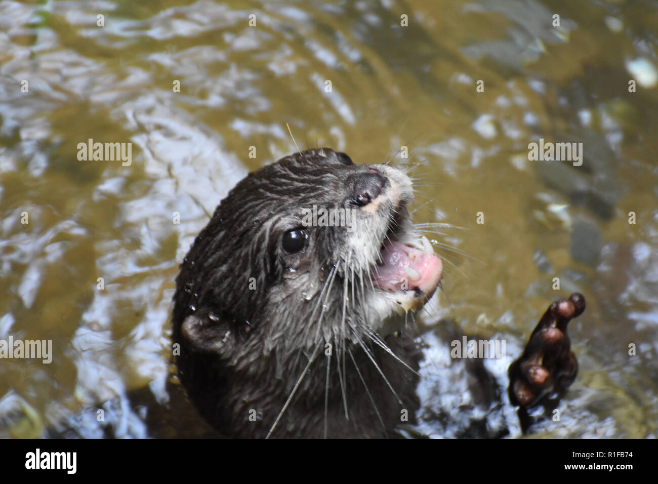 American river otter teeth hi-res stock photography and images - Alamy