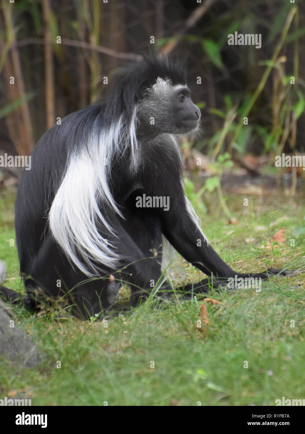 Long fur edging the mantle of a colobus monkey Stock Photo - Alamy