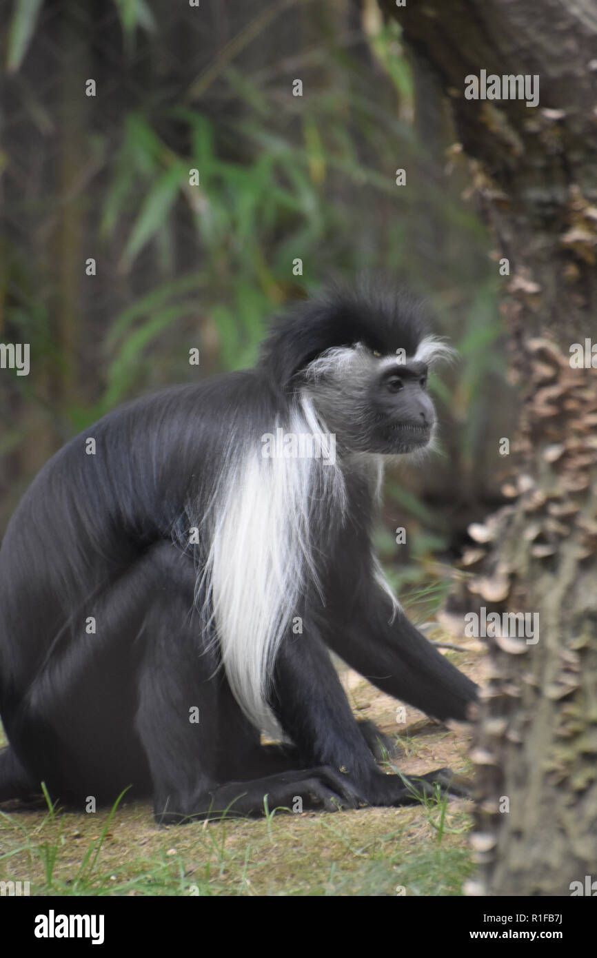 Frowning mantled guereza monkey sitting on the ground Stock Photo - Alamy