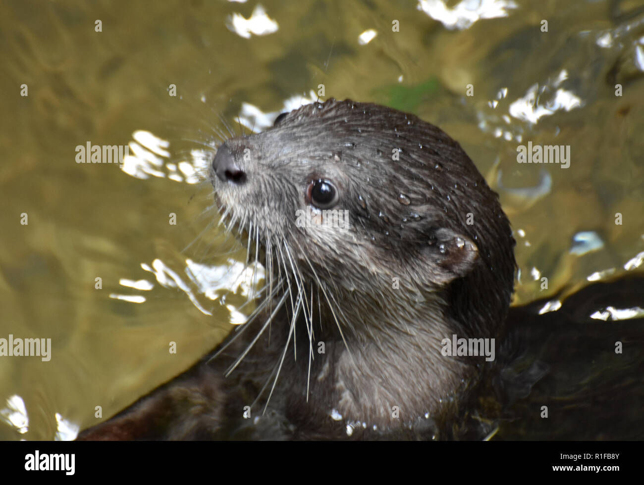 River Otter Face
